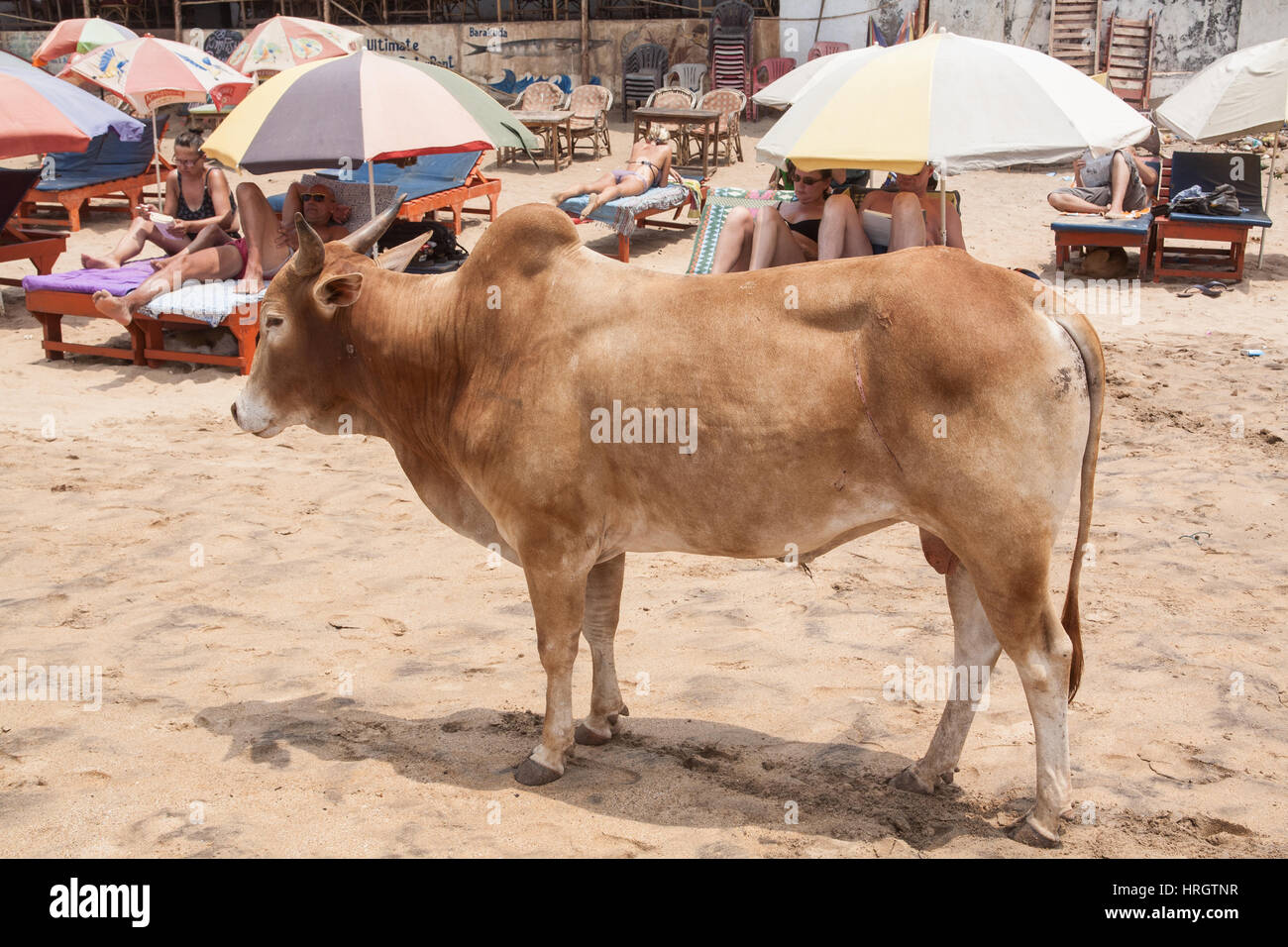 Goa bikini hi-res stock photography and images - Alamy
