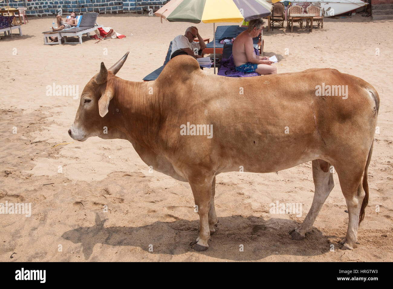 Goa bikini hi-res stock photography and images - Alamy