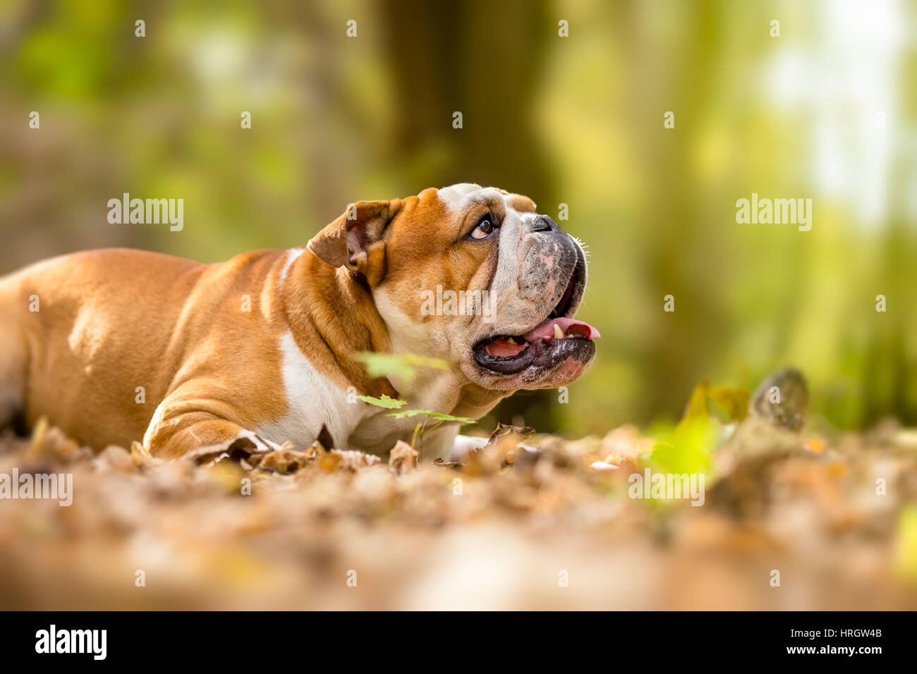 English bulldog dog looking up Stock Photo - Alamy