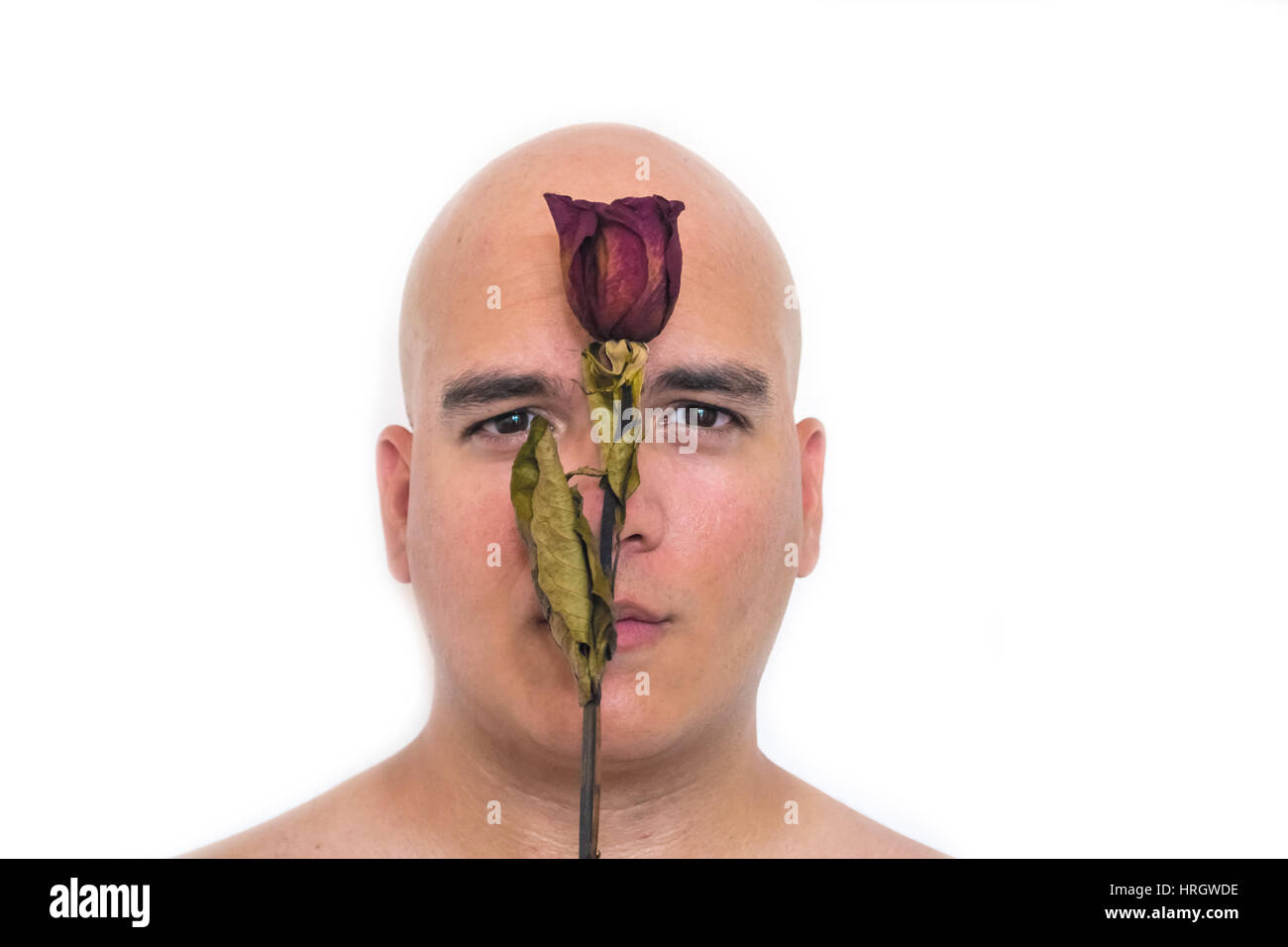 Face of a bald man in white background. With an old red rose on his ...