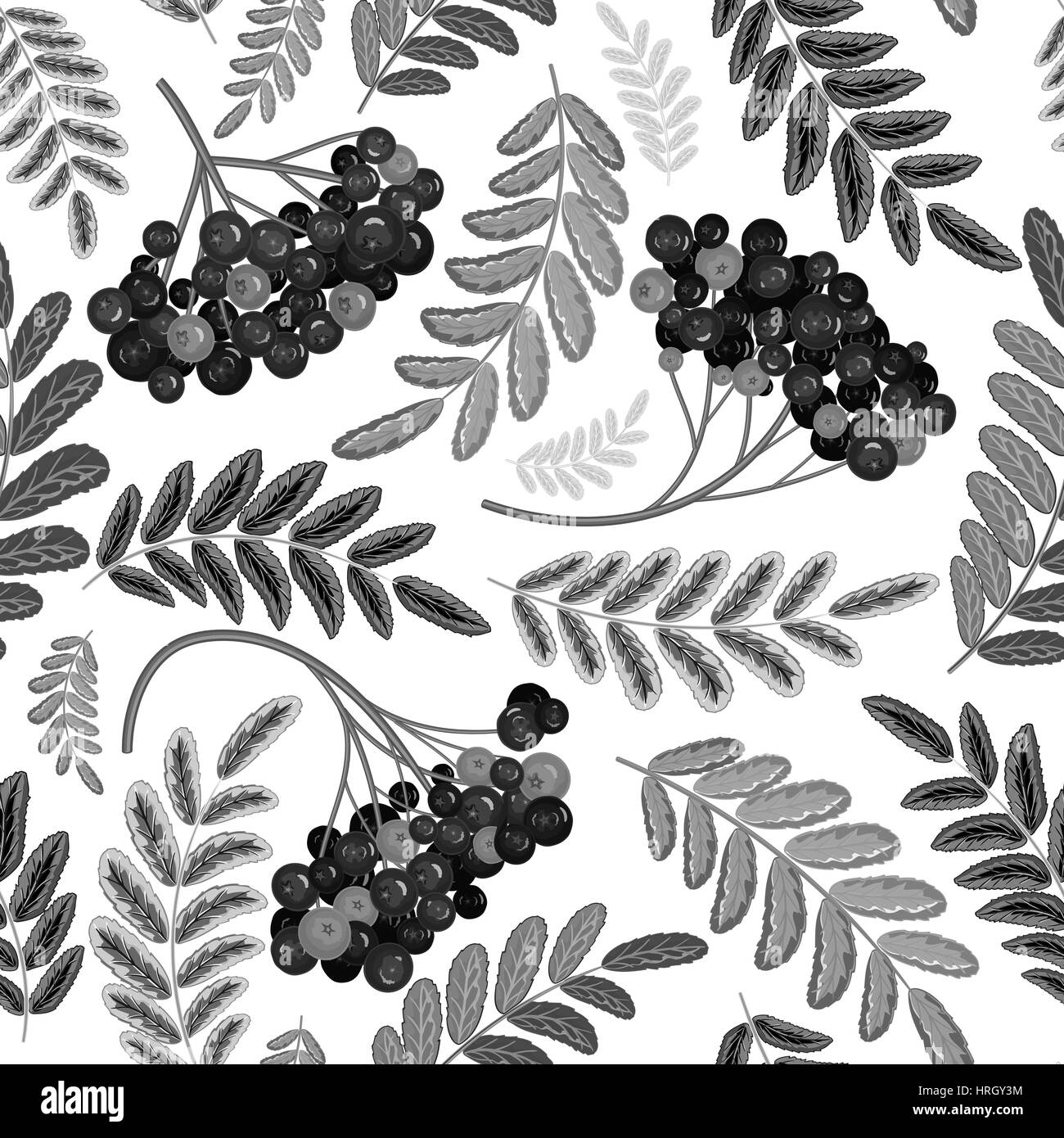 Autumn rowanberry Black and White Stock Photos & Images - Alamy