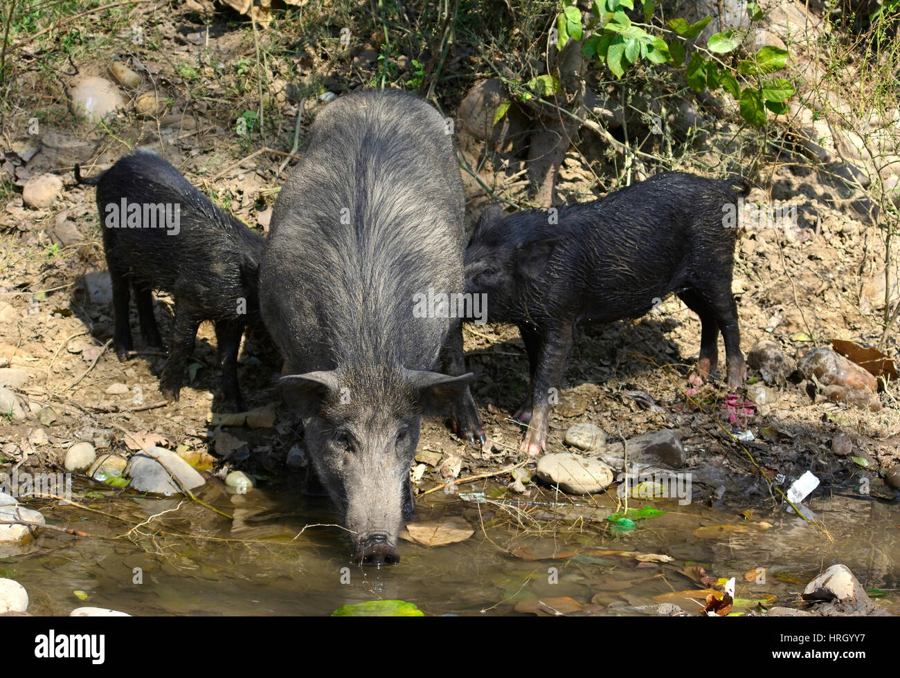 Cloven hoofed pigs hi-res stock photography and images - Alamy