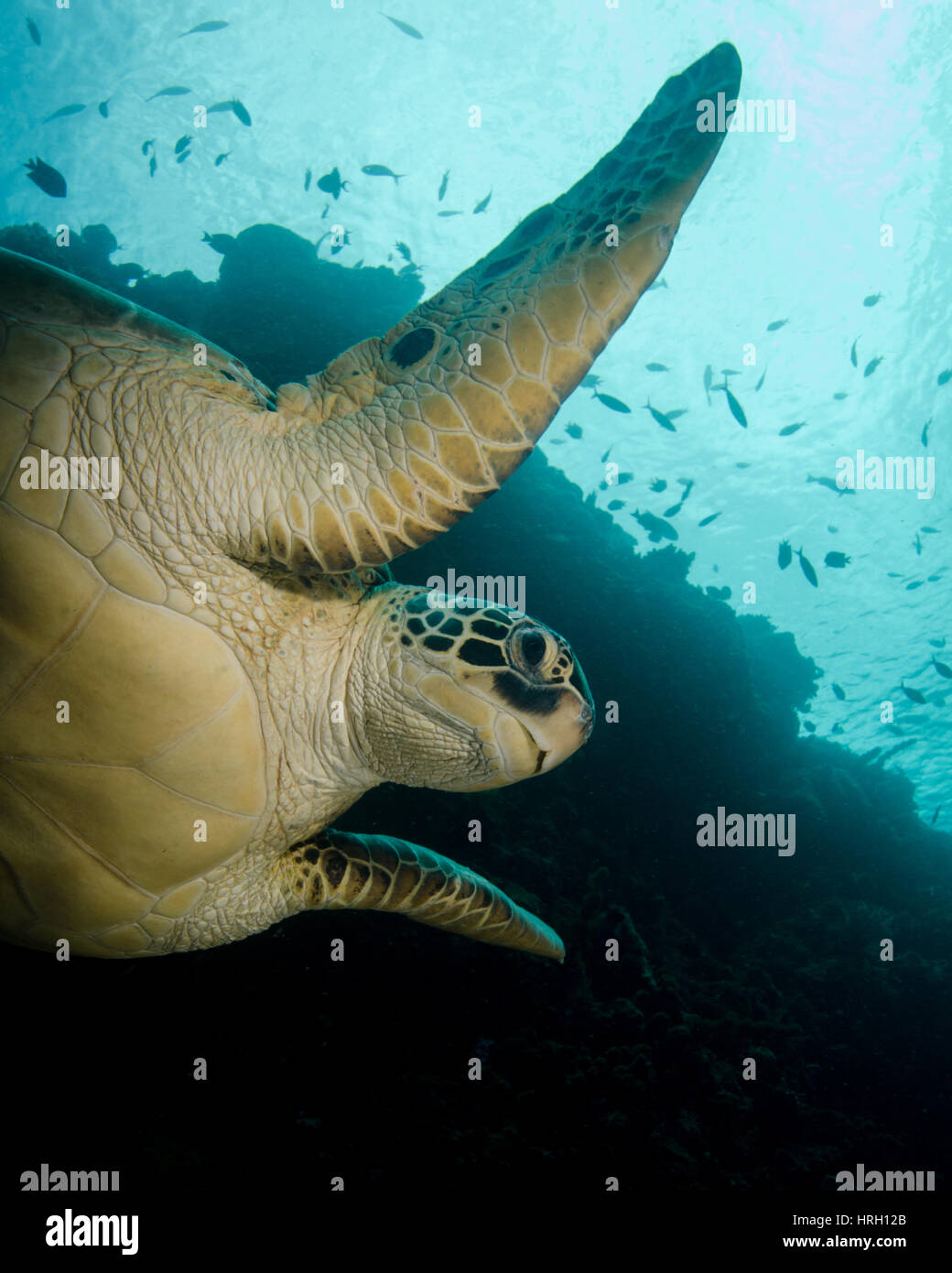Green Turtle in Indonesia Stock Photo - Alamy