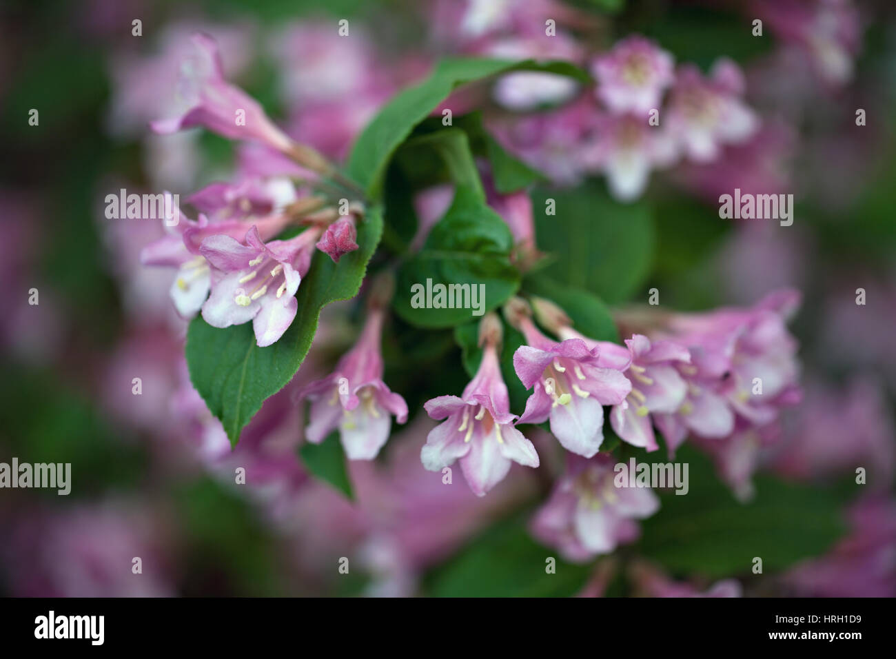 Weigela hi-res stock photography and images - Alamy