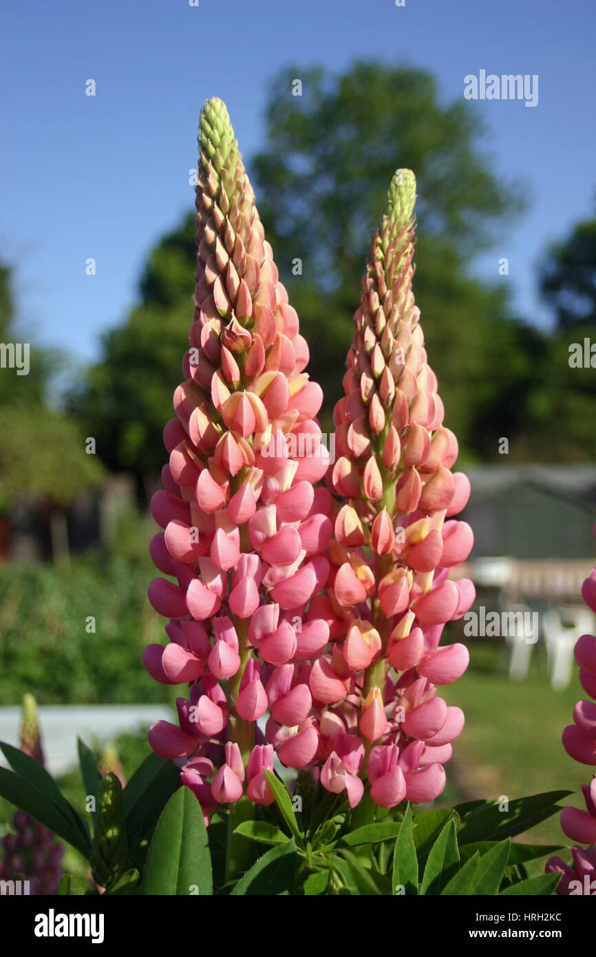 Two pink lupin (Lupinus) flower spikes with a garden background and ...