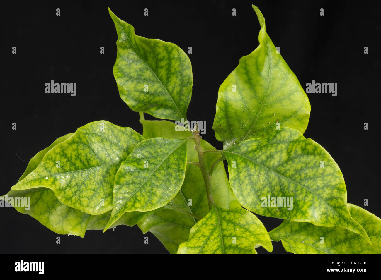 Iron defieciency symptoms, interveinal chlorosis, on the leaves of a ...