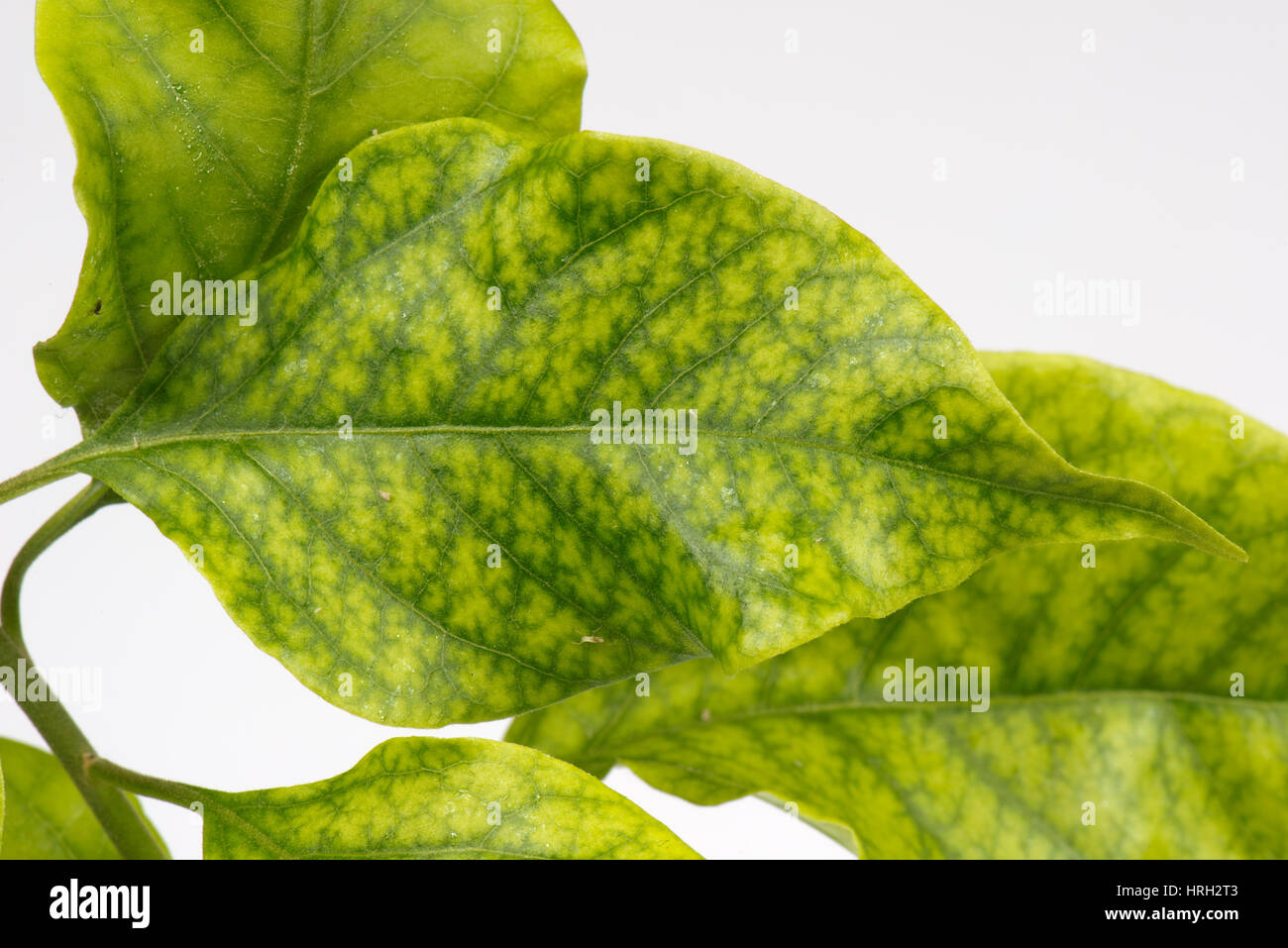 Chlorosis hi-res stock photography and images - Alamy