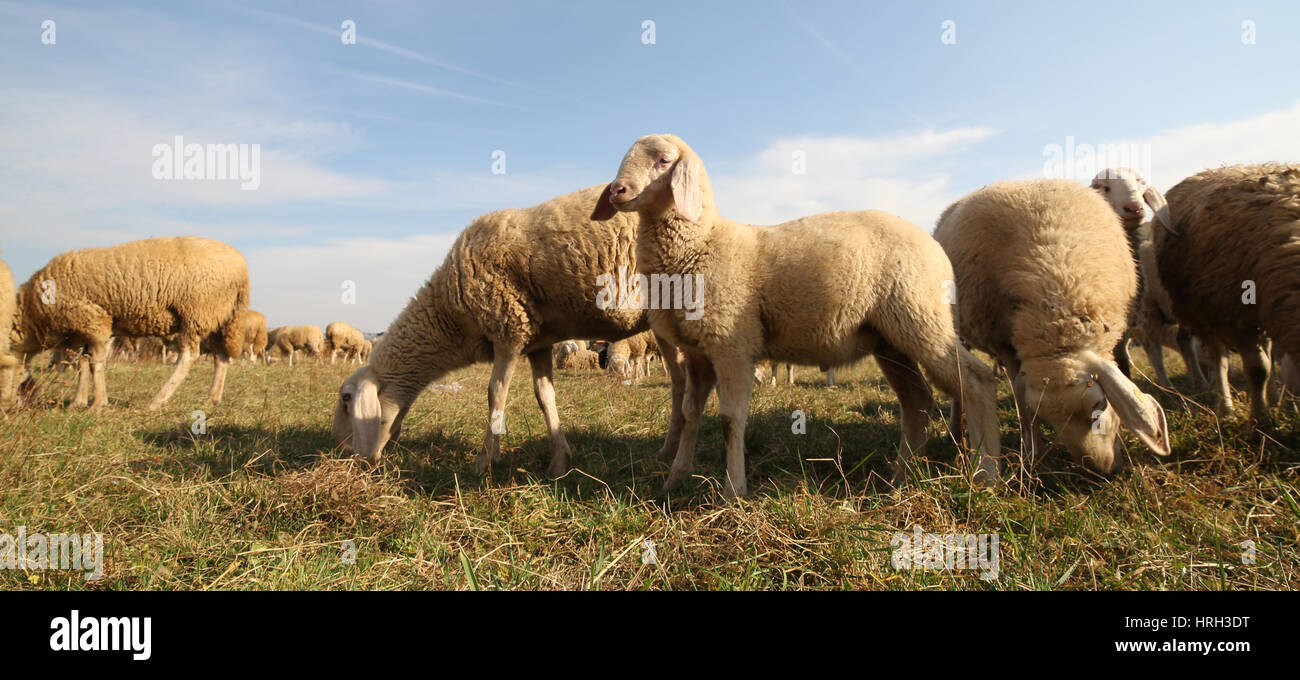 many sheep that graze on the lawn and the large flock of sheep grazing ...