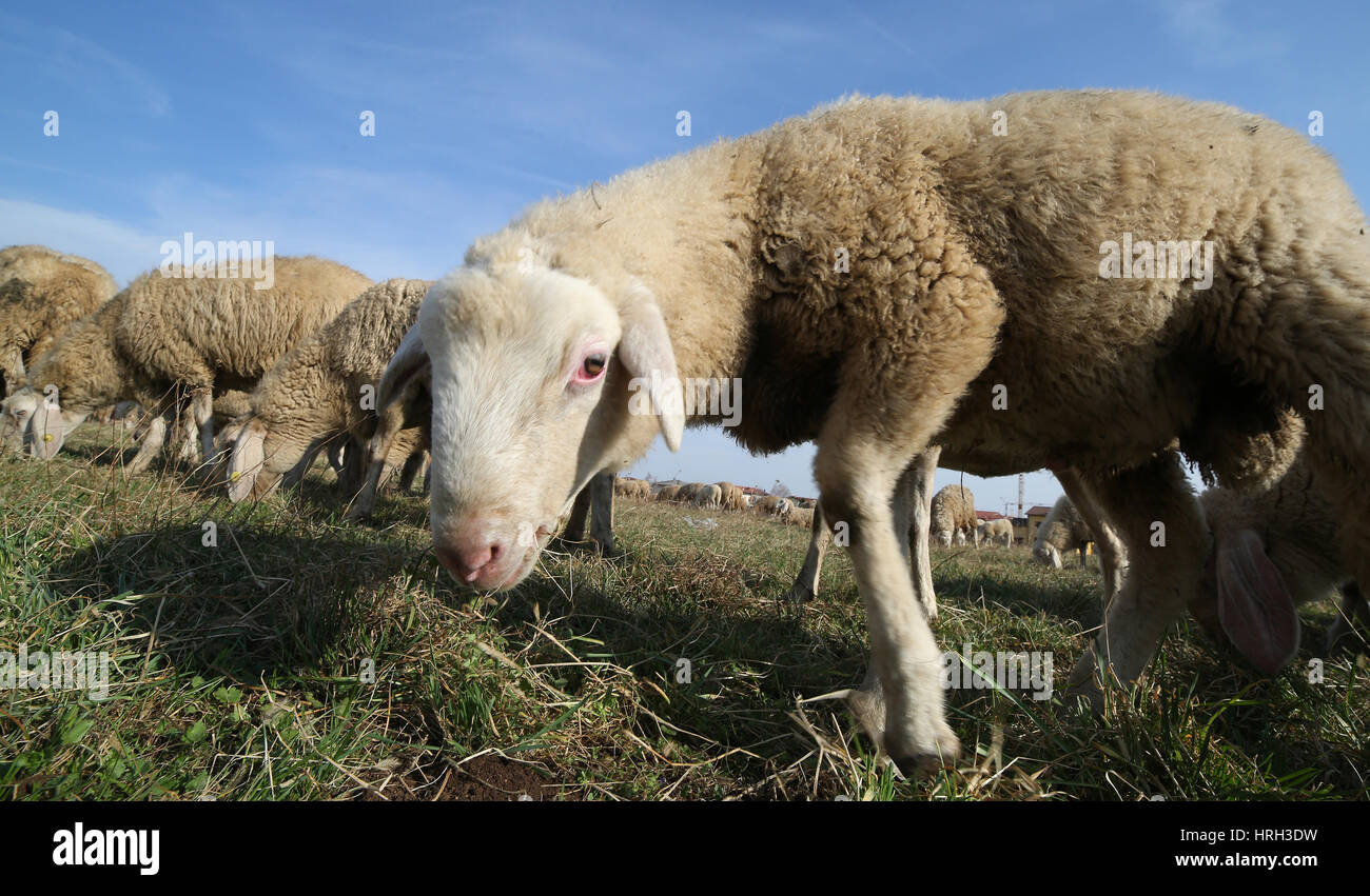 Sheep grazing the lawn photographed with a fisheye lens Stock Photo - Alamy