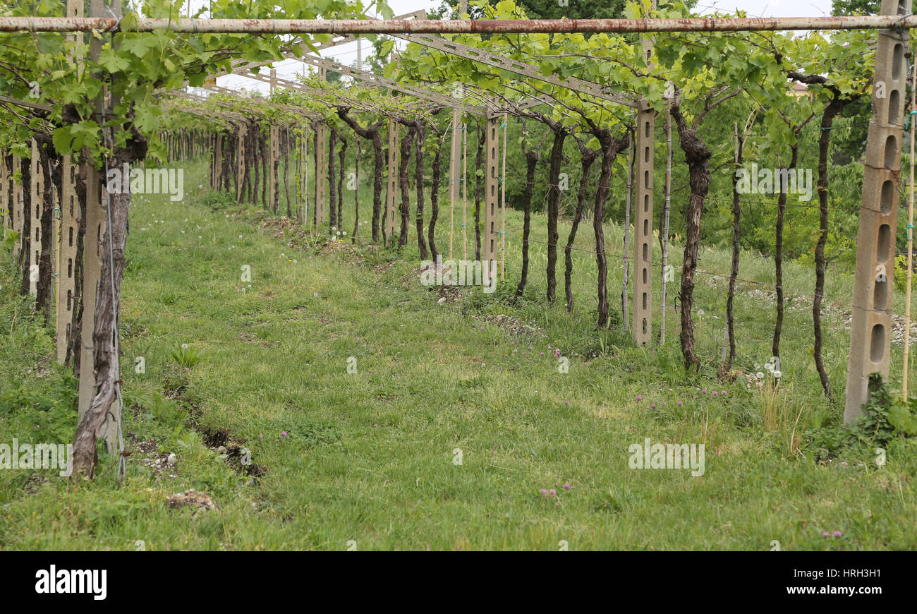 Huge cluster of grapes hi-res stock photography and images - Alamy