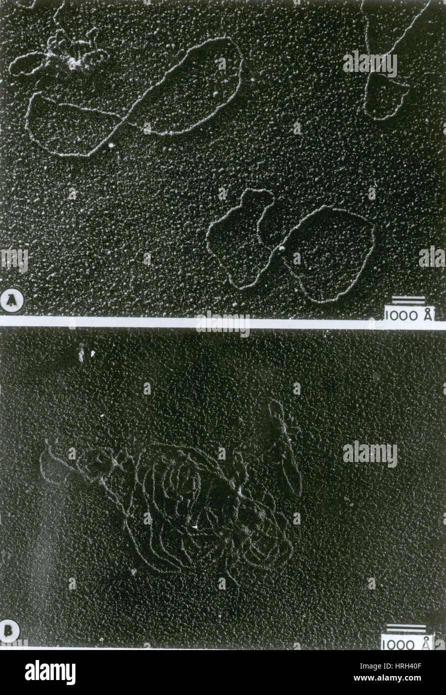 Electron Microscope Dna