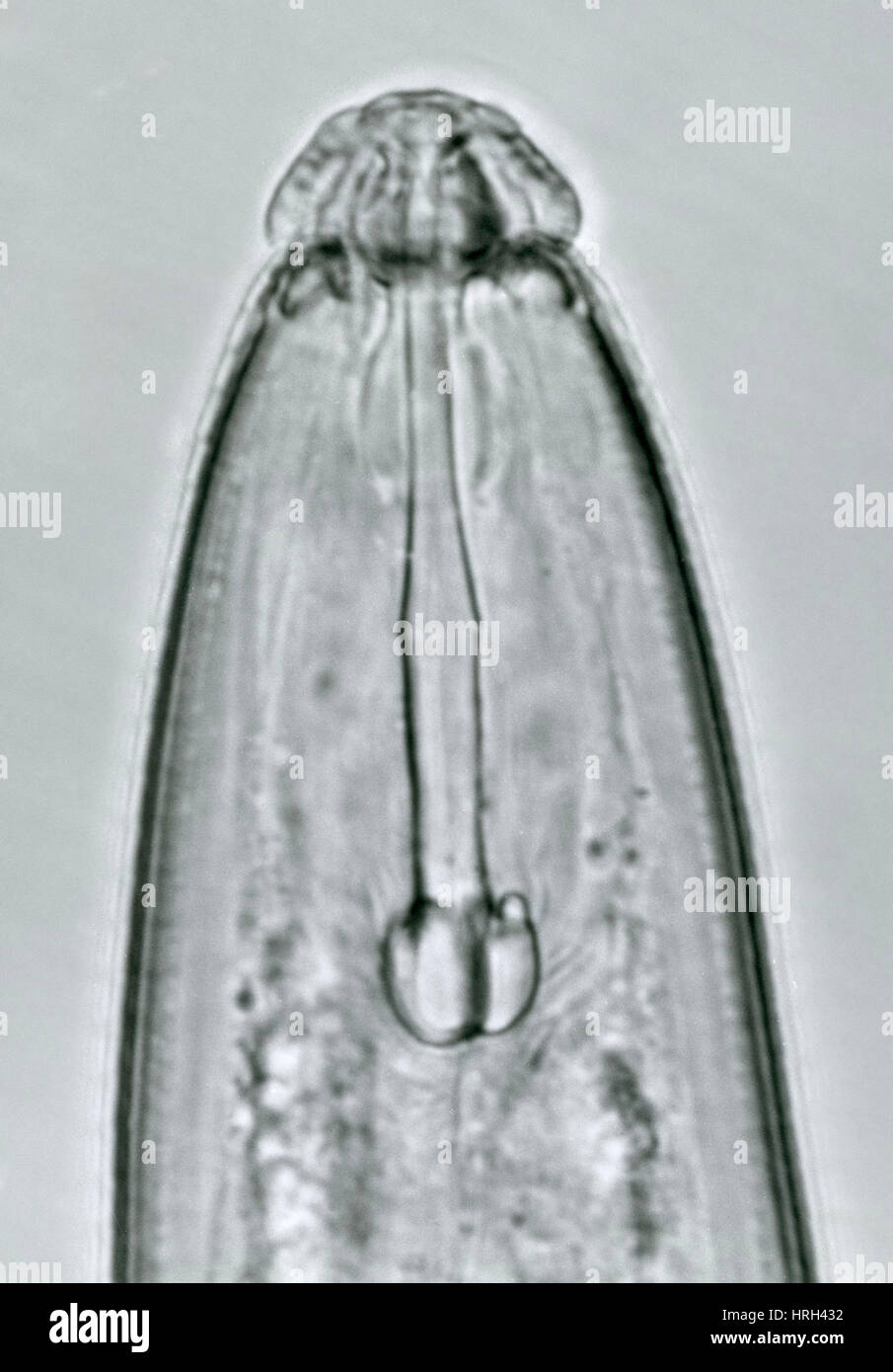 Nematode light micrograph hi-res stock photography and images - Alamy