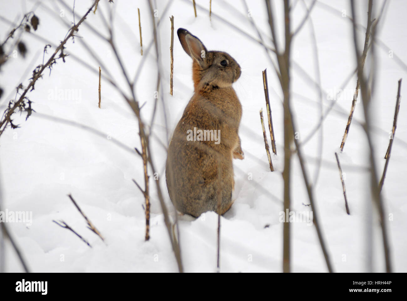 Rabbit in the snow Stock Photo - Alamy