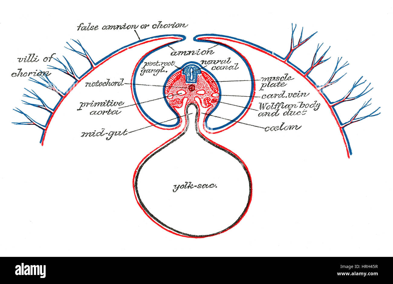 Mammal embryo hi-res stock photography and images - Alamy