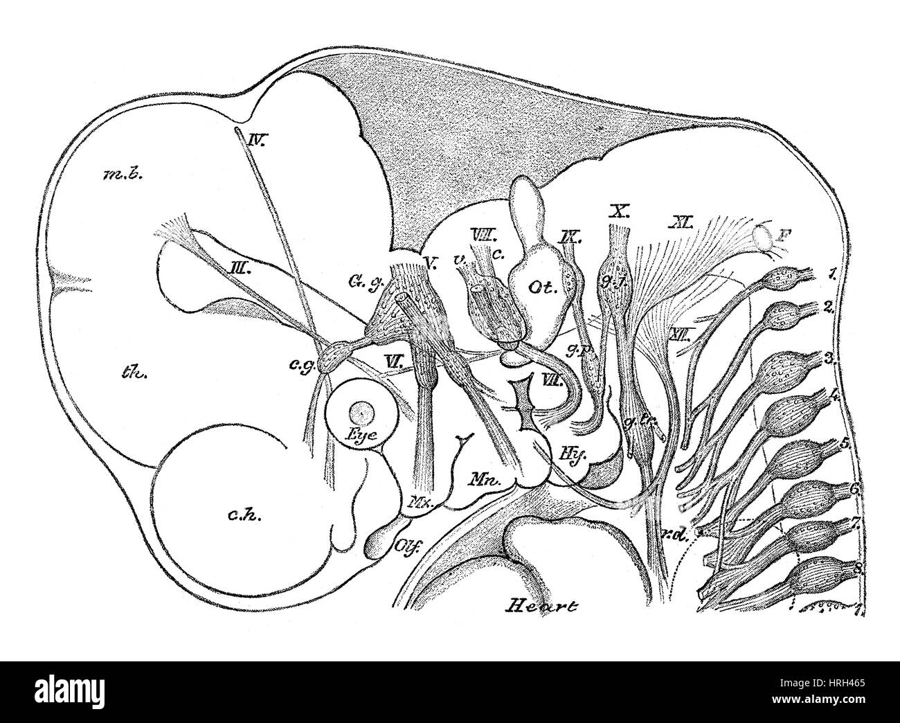 Anatomical diagram nerves hi-res stock photography and images - Alamy