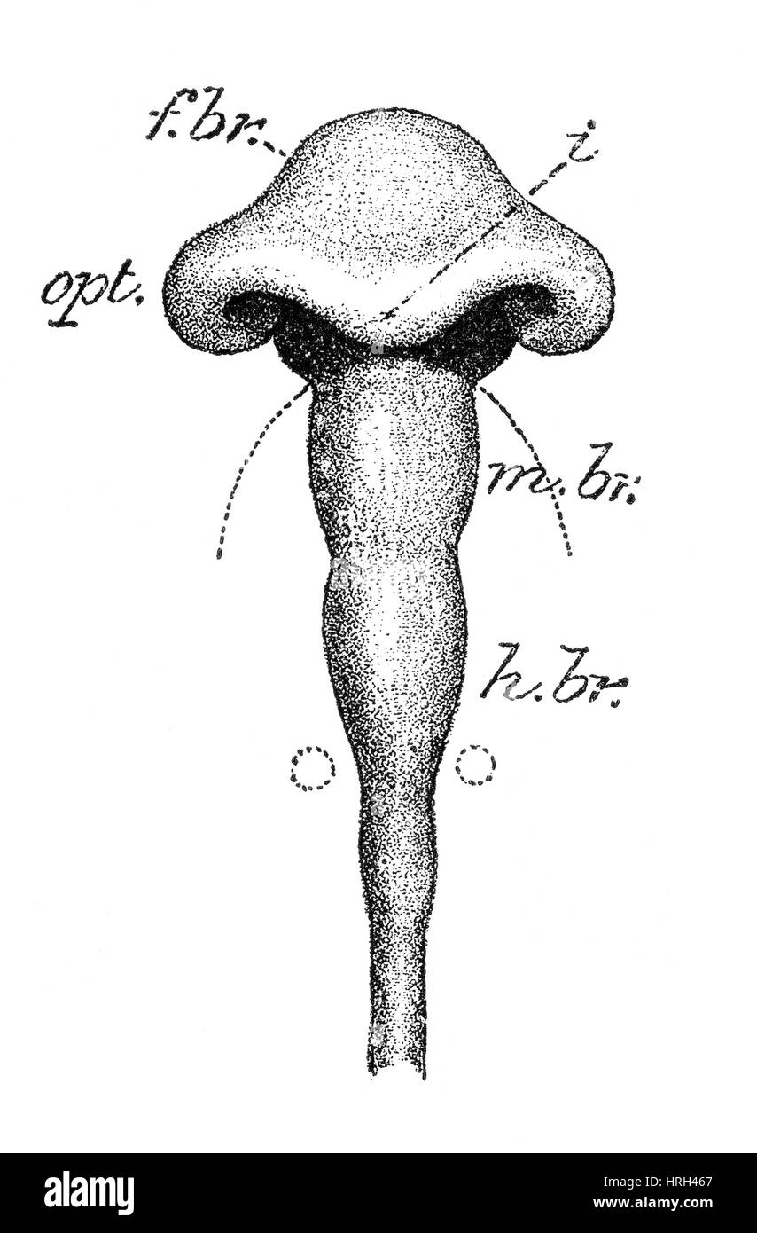 Chick development nervous system hi-res stock photography and images ...