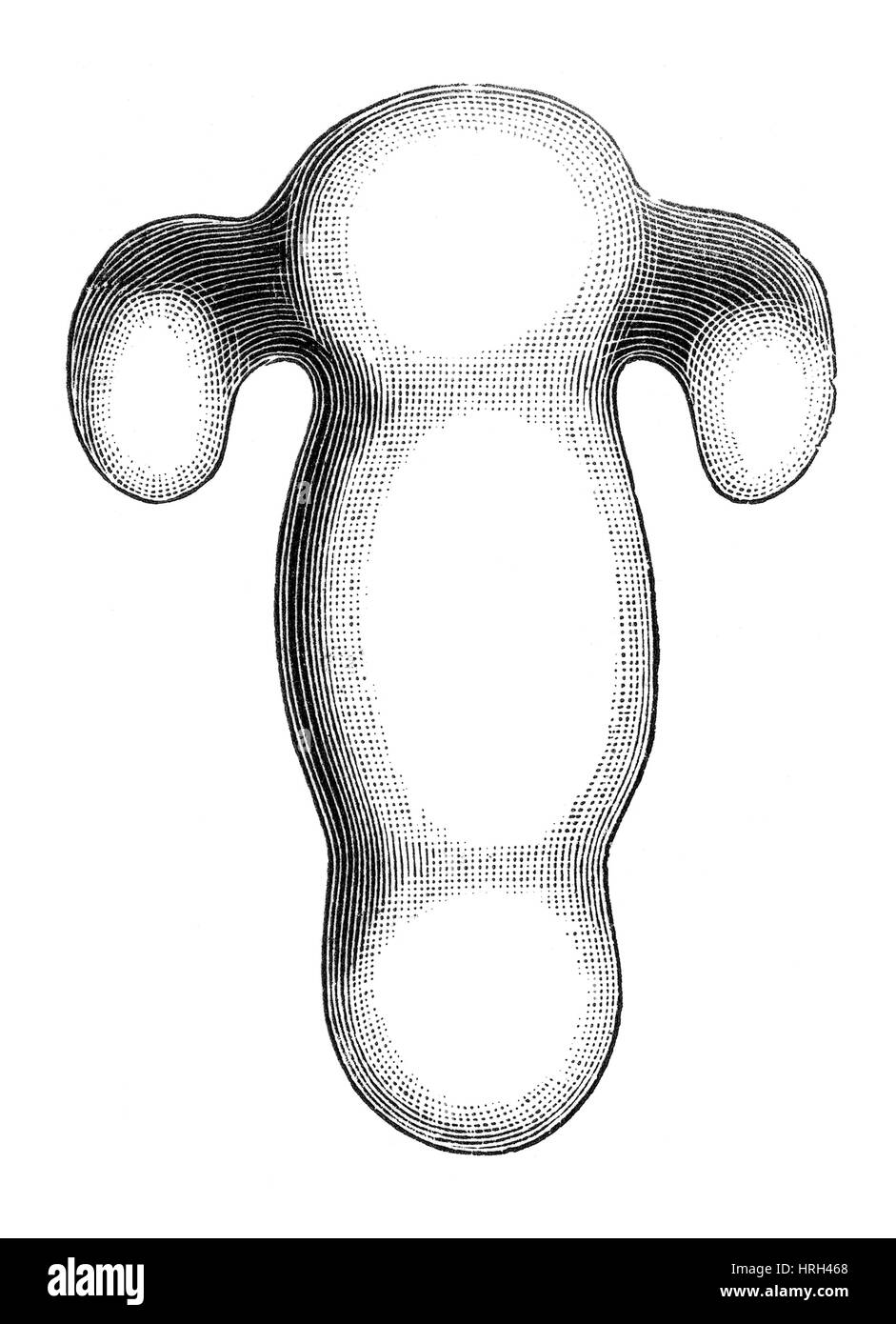 Human Embryo, Optic Vesicles, 3rd Week Stock Photo - Alamy