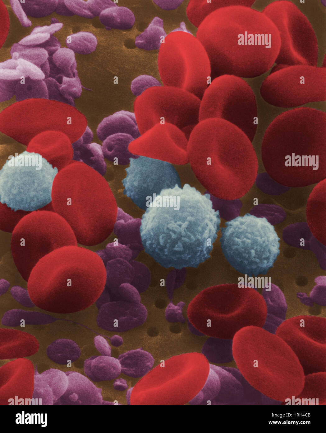 Sem red blood cells human hi-res stock photography and images - Alamy