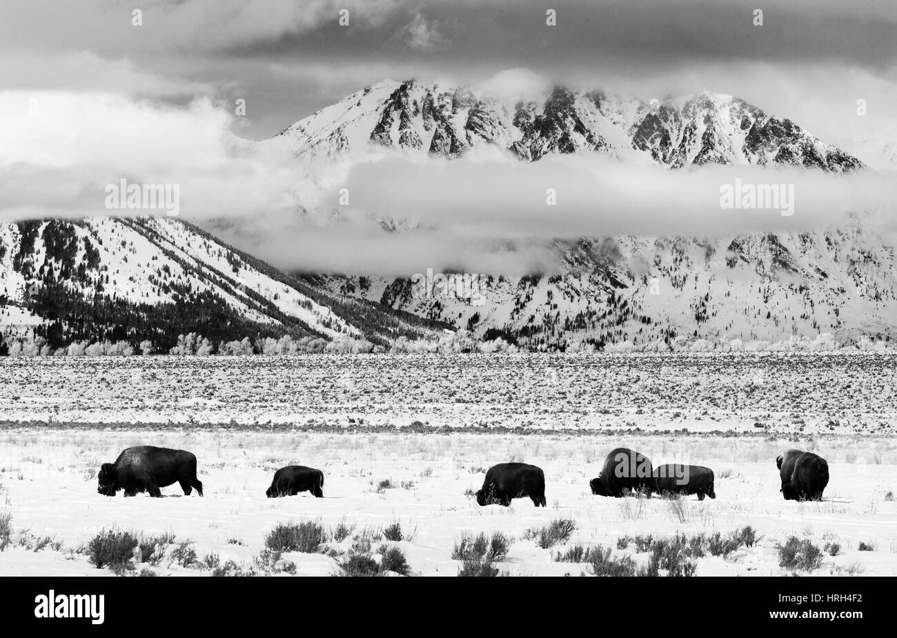 Bison, Winter, Grand Tetons National Park Stock Photo - Alamy