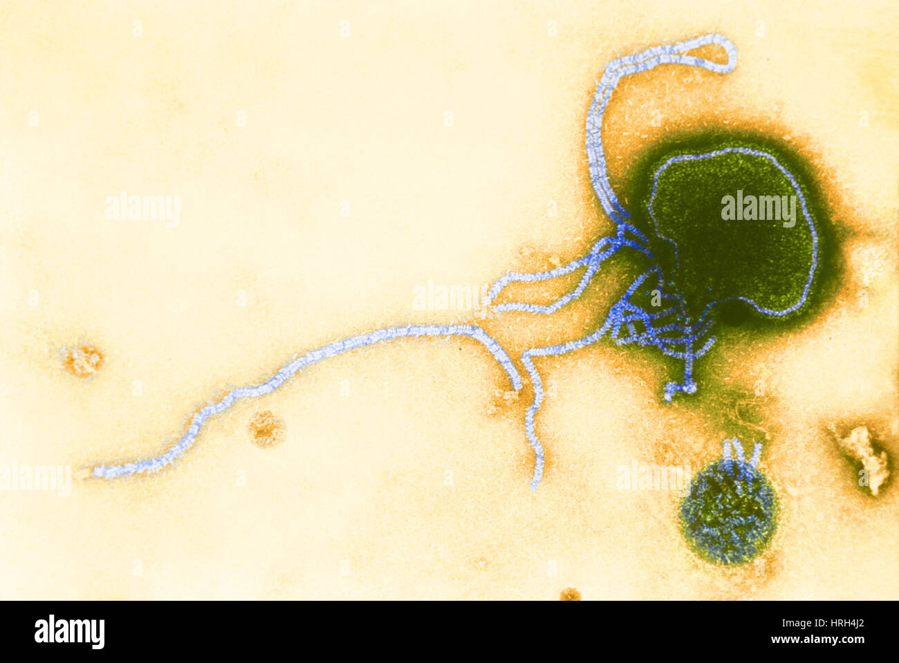 Human parainfluenza virus hi-res stock photography and images - Alamy