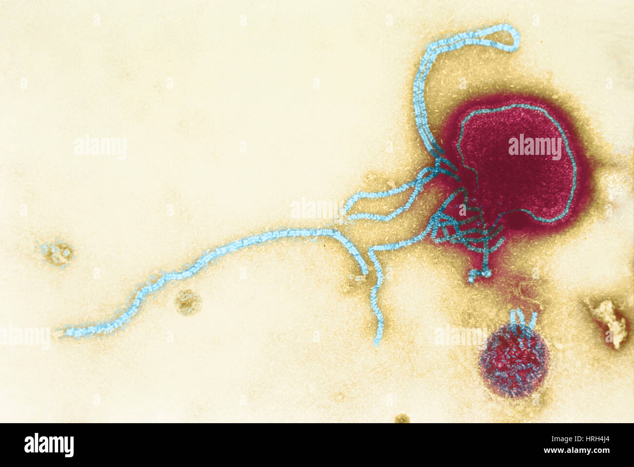 Human Parainfluenza Virus High Resolution Stock Photography and Images - Alamy