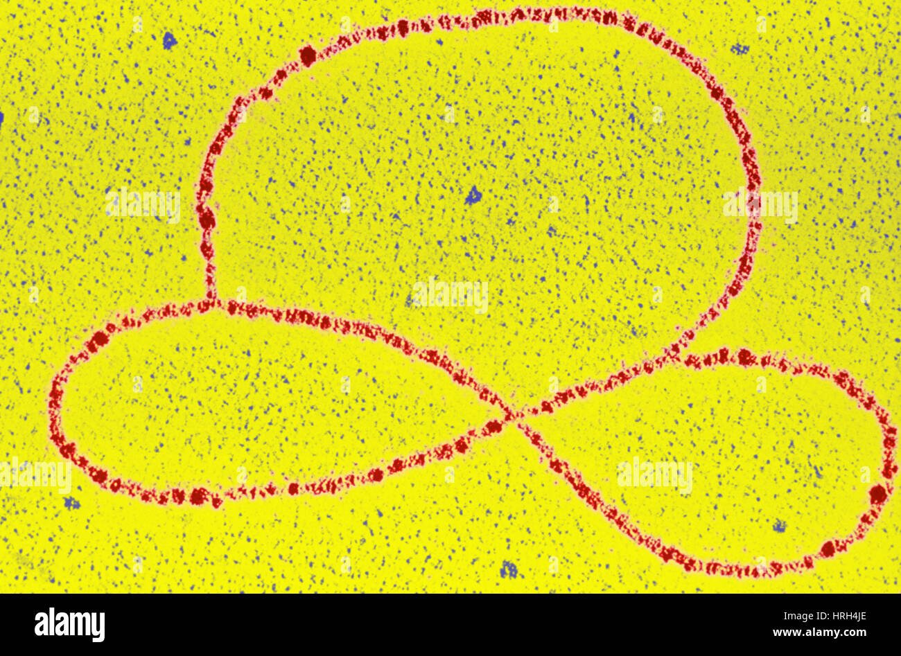 Plasmid micrograph hi-res stock photography and images - Alamy