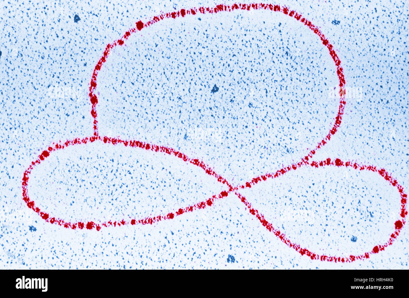 Plasmid High Resolution Stock Photography and Images - Alamy