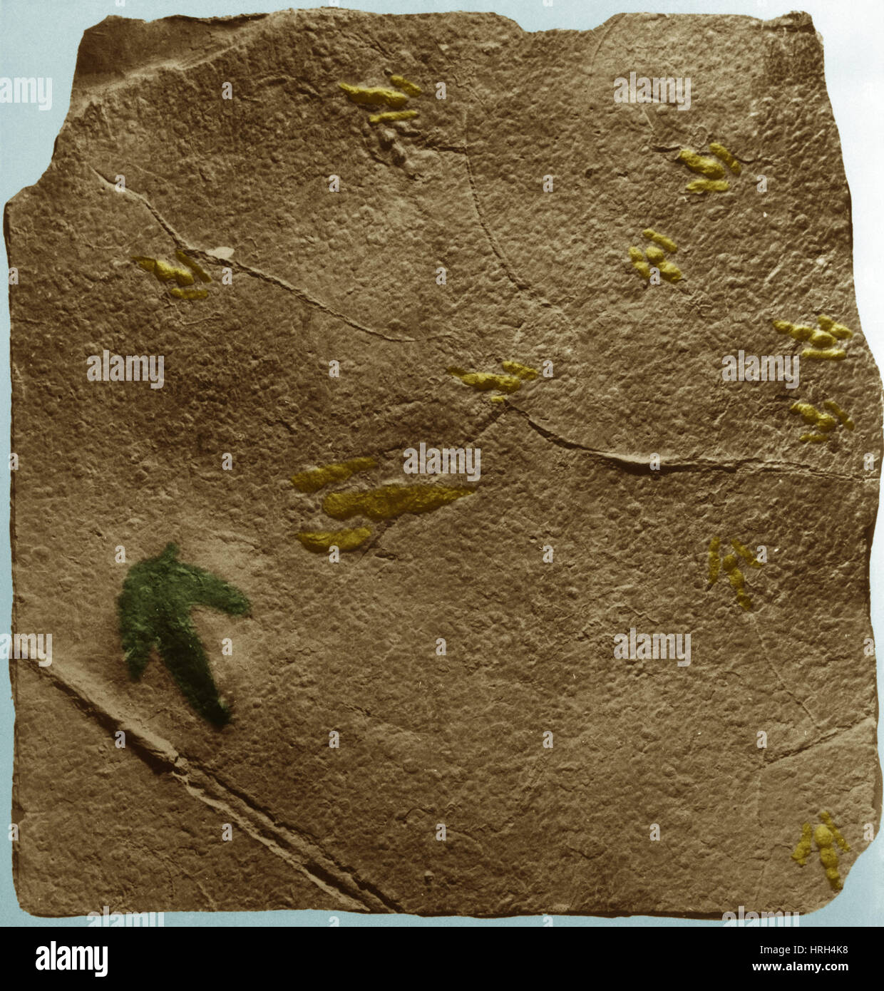 Dinosaur tracks hi-res stock photography and images - Alamy