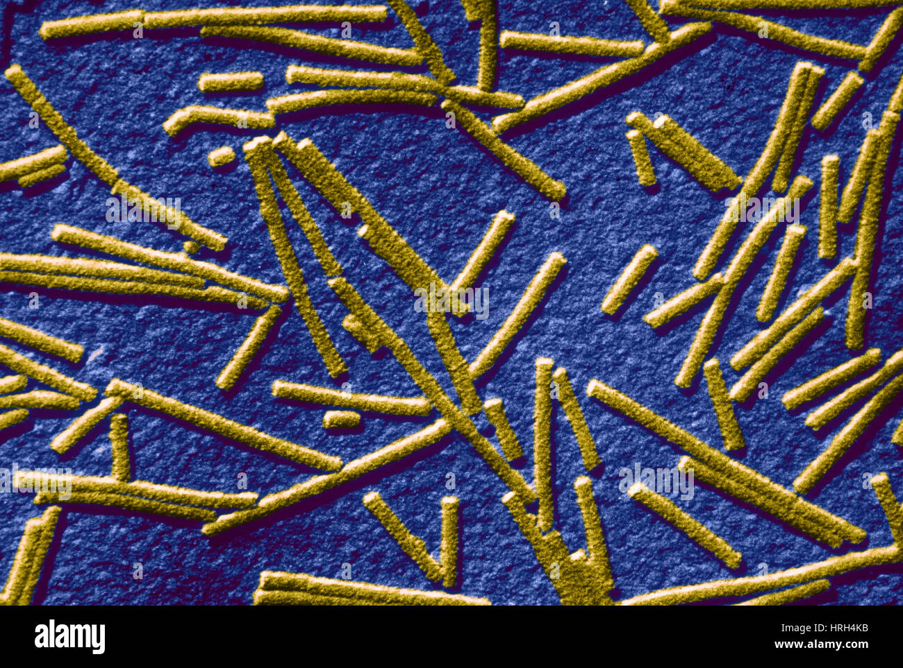 Tobacco Mosaic Virus Structure