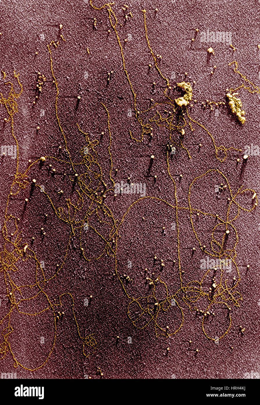 Micrograph chloroplast hi-res stock photography and images - Alamy