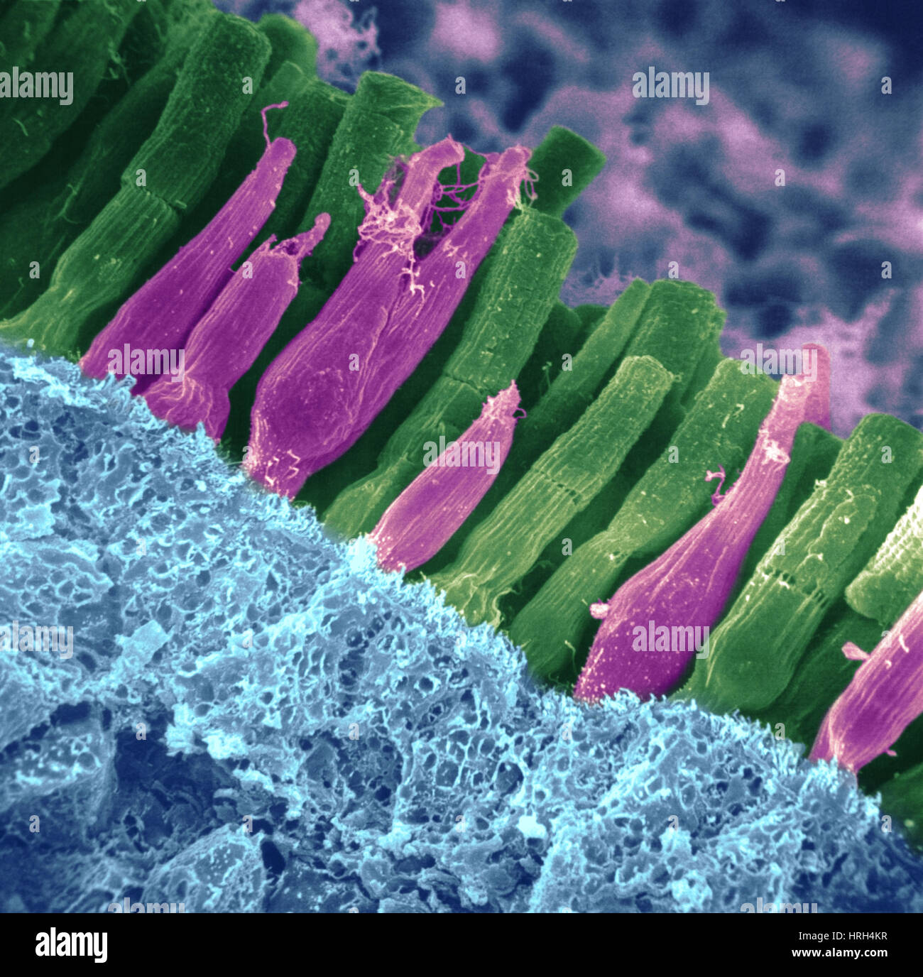 Rods and cones in retina Stock Photo - Alamy