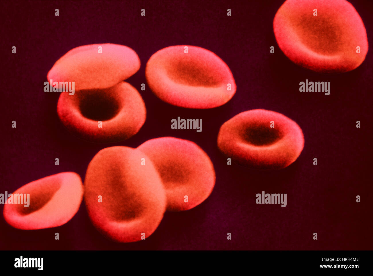 Red blood cell sem hi-res stock photography and images - Alamy