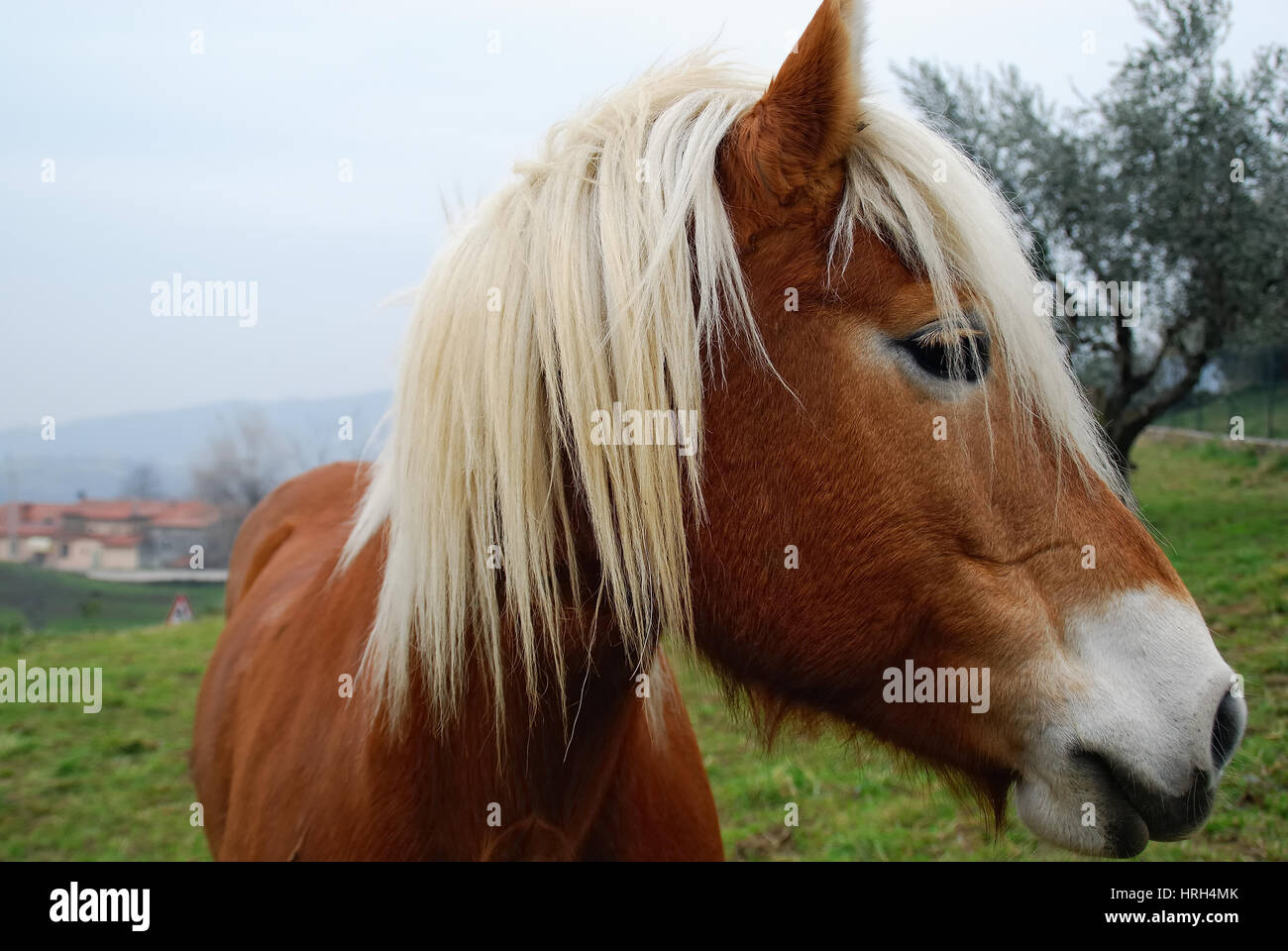 The Haflinger, also known as the Avelignese, is a breed of horse ...