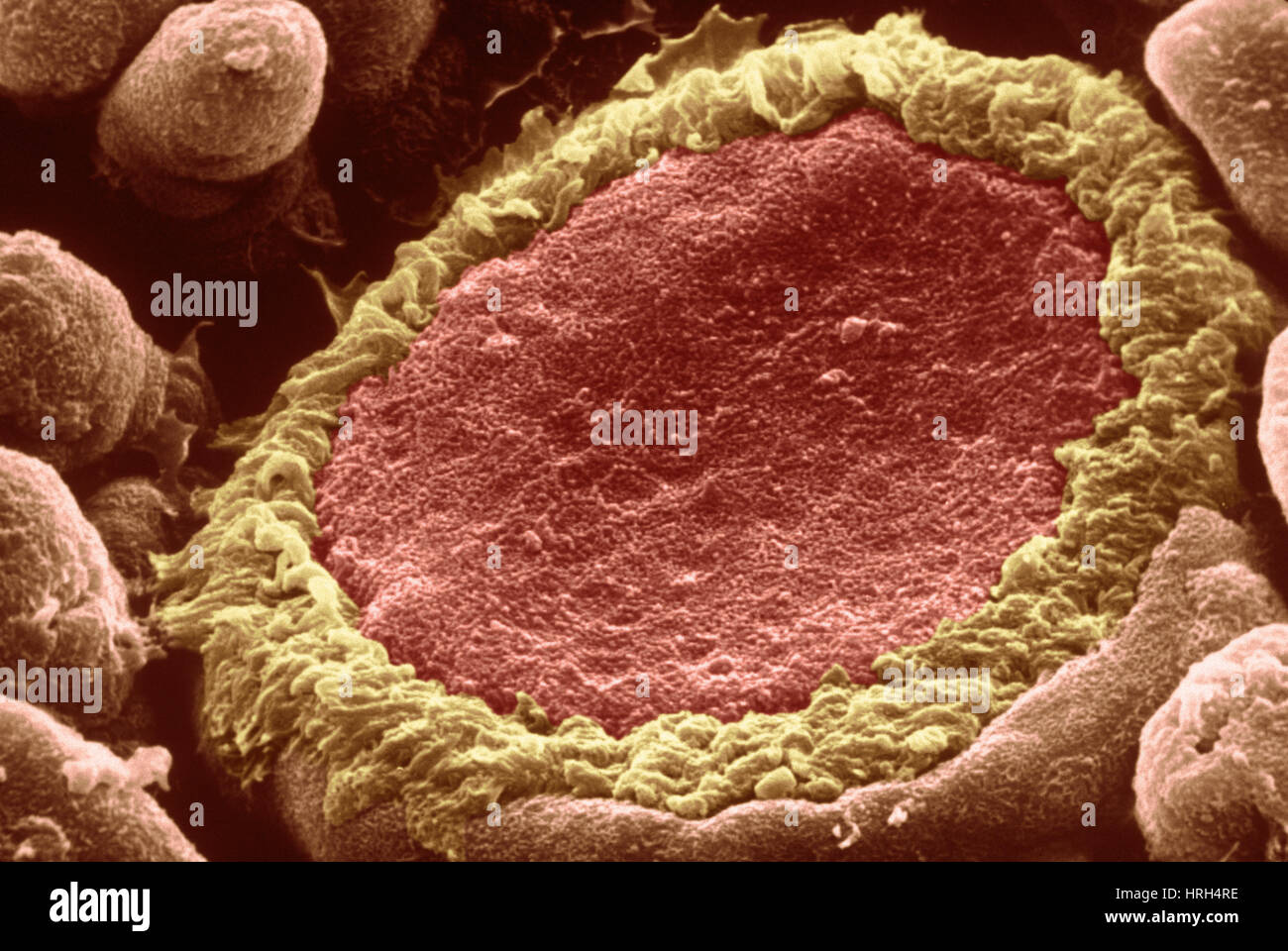 Tongue taste bud hi-res stock photography and images - Alamy