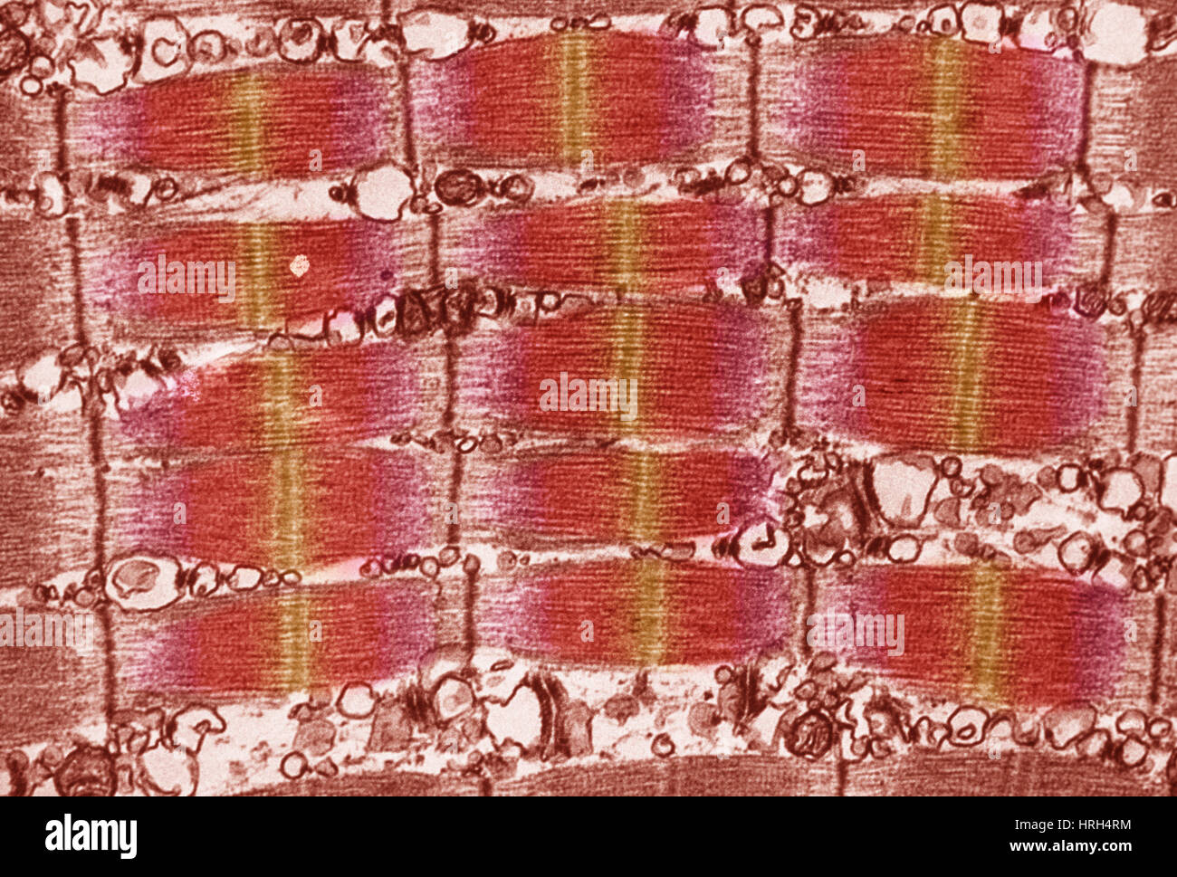 Skeletal muscle micrograph hi-res stock photography and images - Alamy