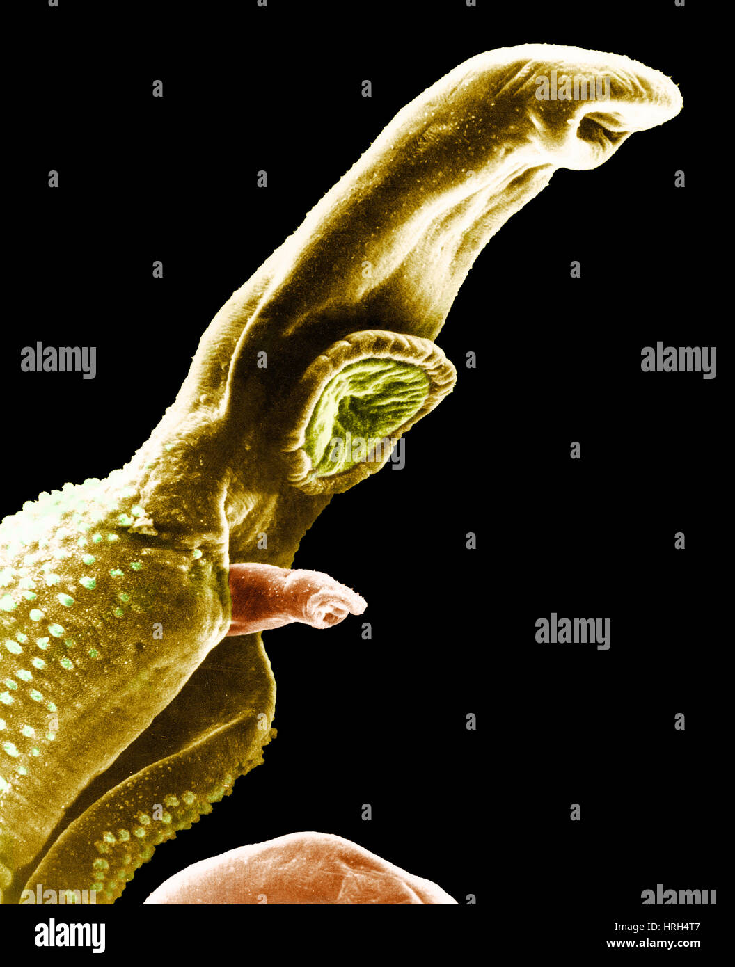 Schistosoma Stock Photos & Schistosoma Stock Images - Alamy