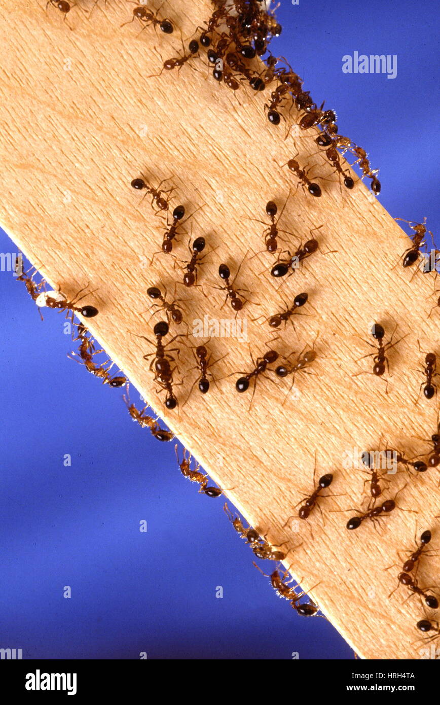 Venomous ants hi-res stock photography and images - Alamy
