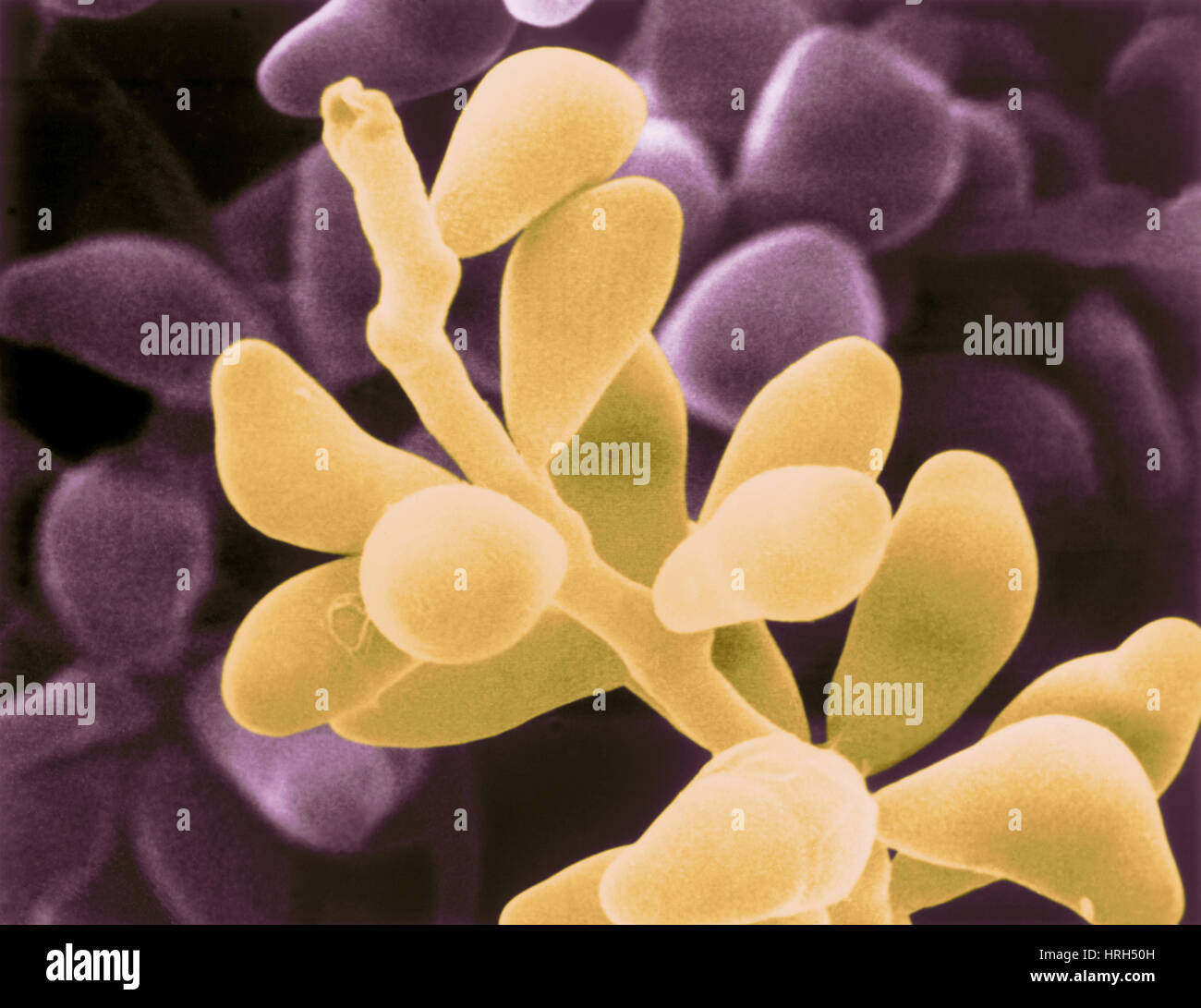 Mold micrograph hi-res stock photography and images - Alamy