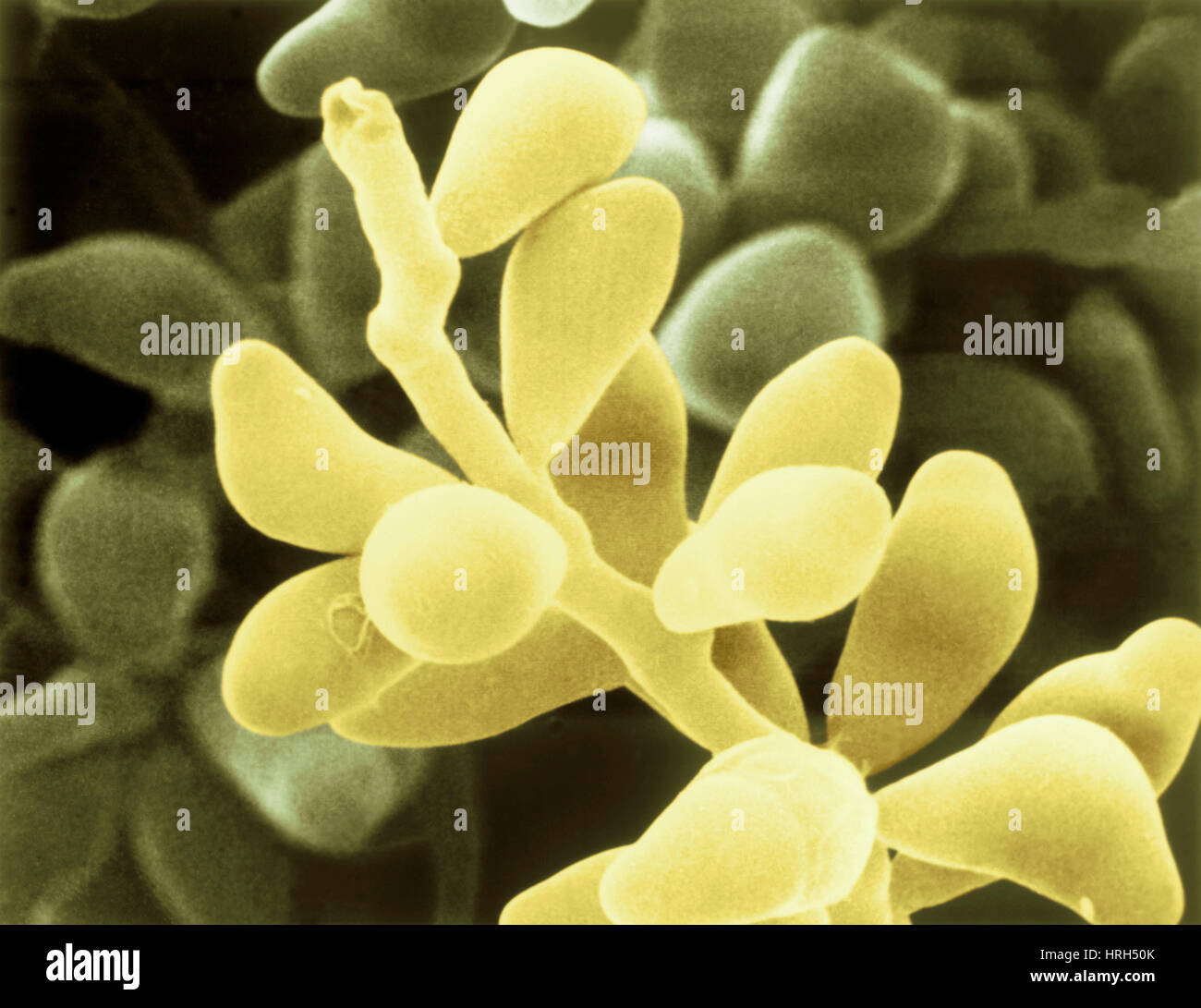 Mold micrograph hi-res stock photography and images - Alamy