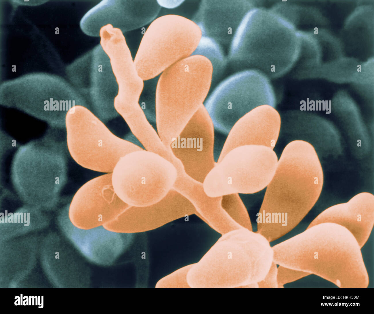 Mold Micrograph Stock Photos & Mold Micrograph Stock Images - Alamy