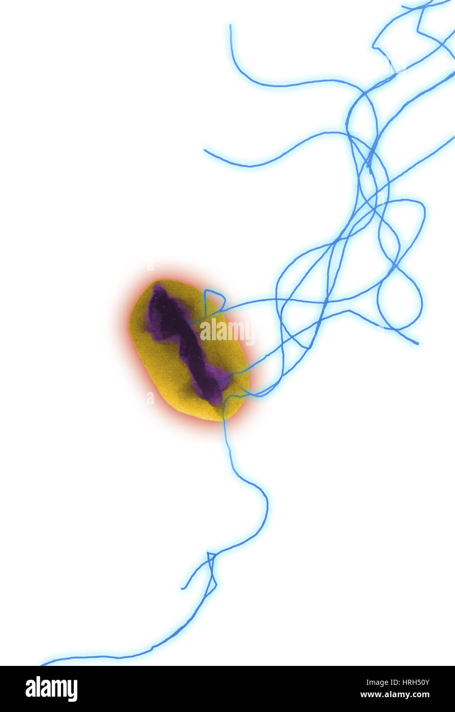 Escherichia coli o157 hi-res stock photography and images - Alamy