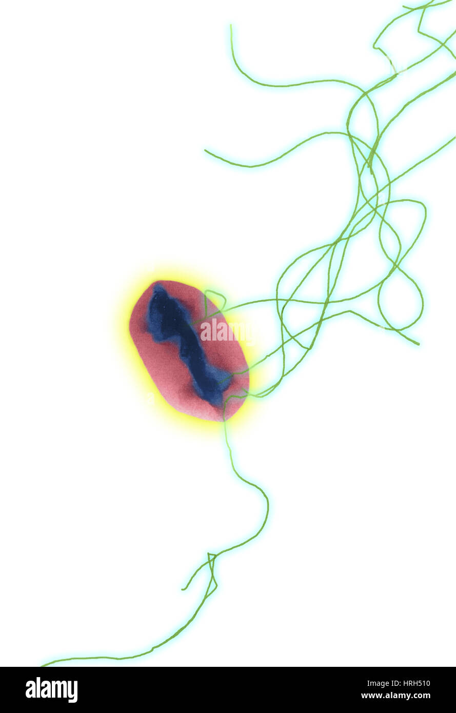 Bacteria flagella micrograph hi-res stock photography and images - Alamy
