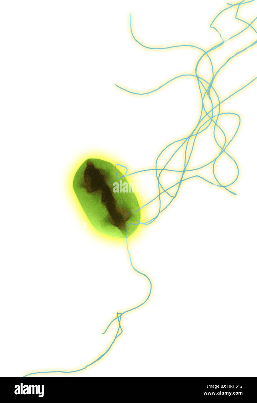 Bacterial flagellum hi-res stock photography and images - Alamy