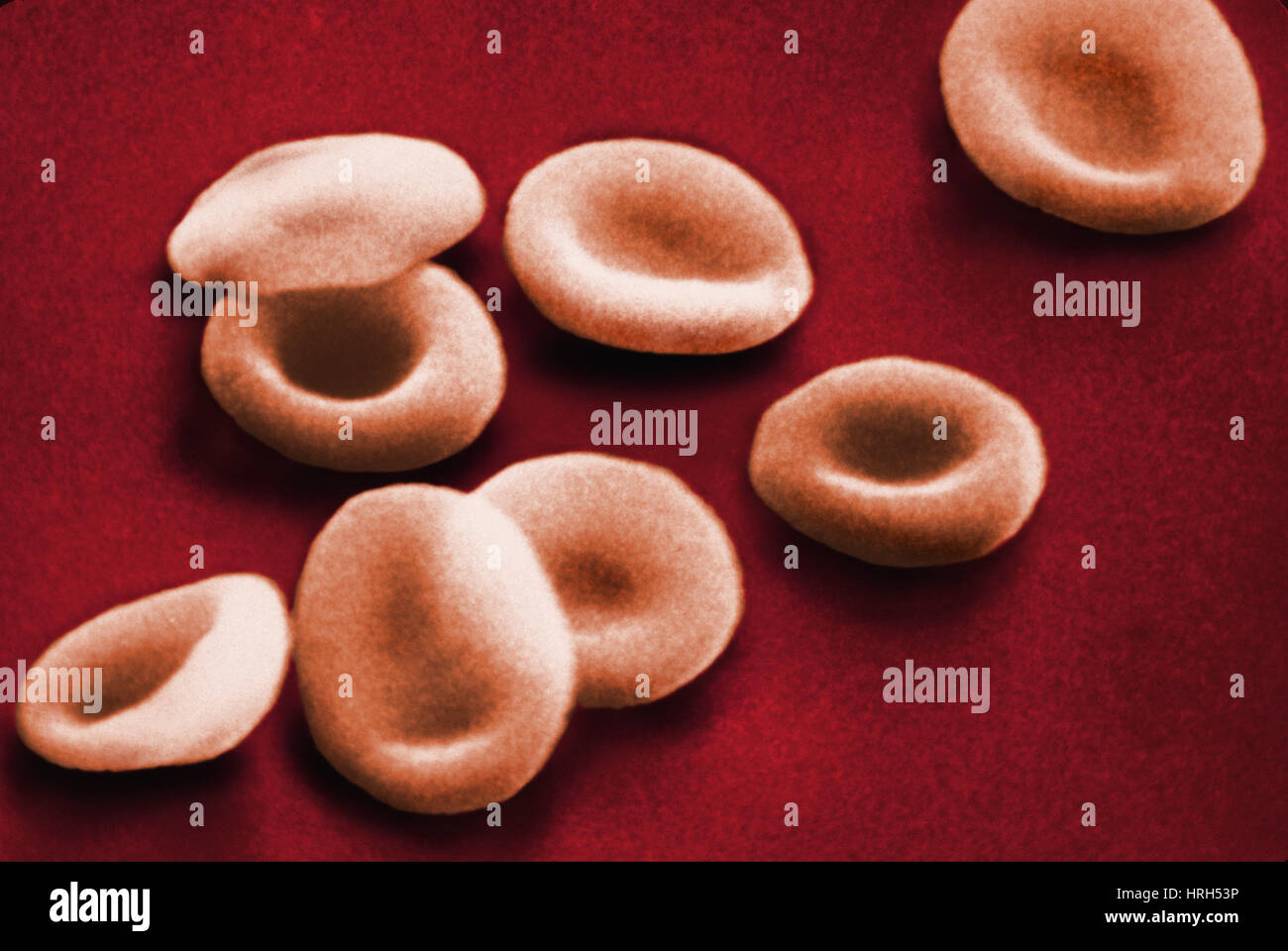 Sem red blood cells human hi-res stock photography and images - Alamy