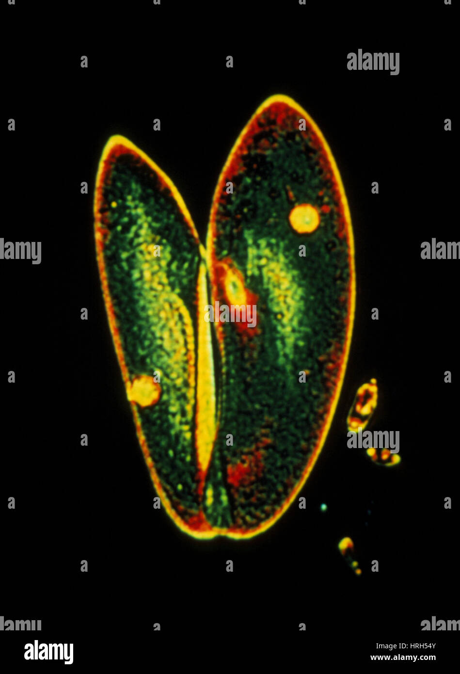 Paramecium conjugation hi-res stock photography and images - Alamy