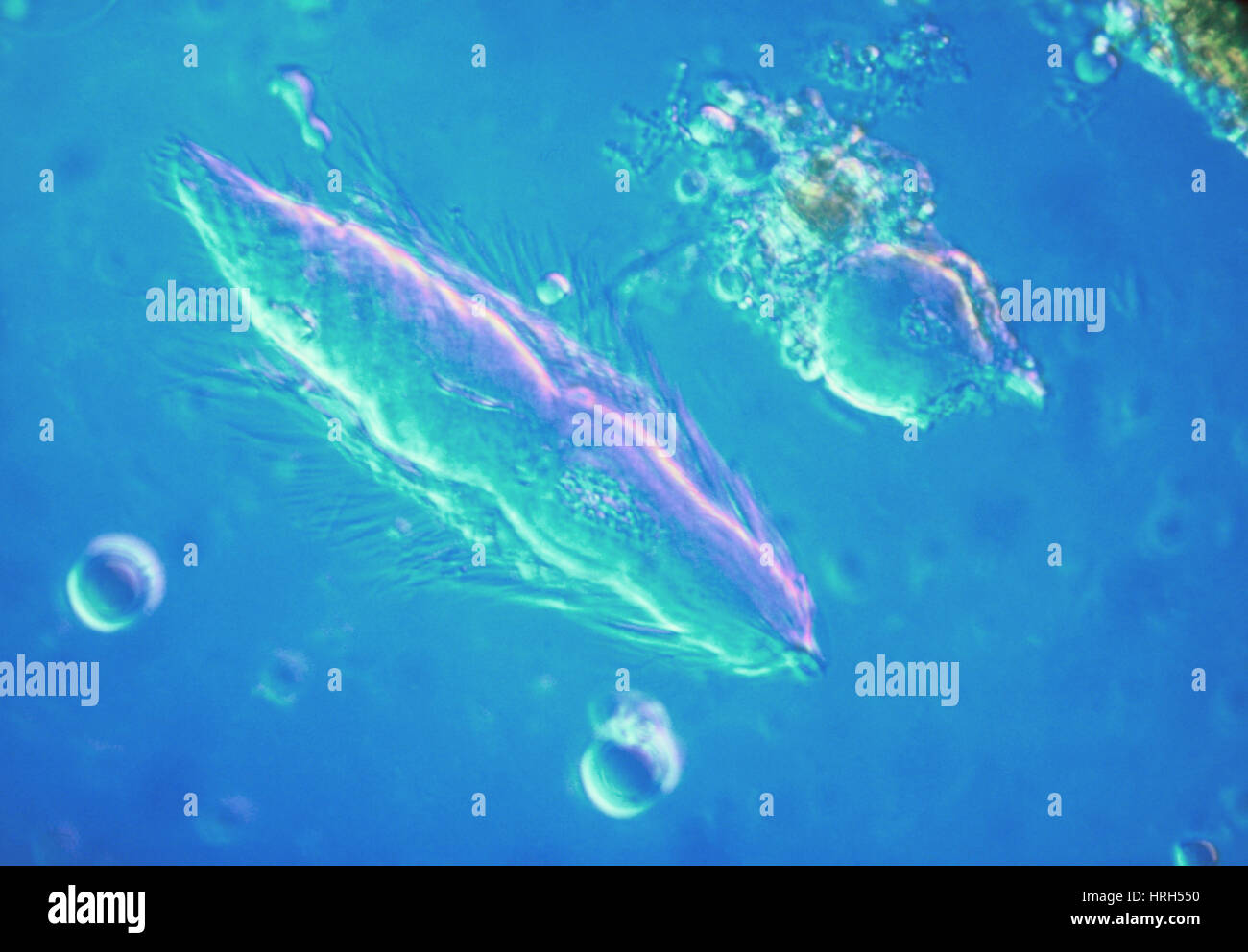 LM of a Trichonympha sp. protozoan Stock Photo - Alamy
