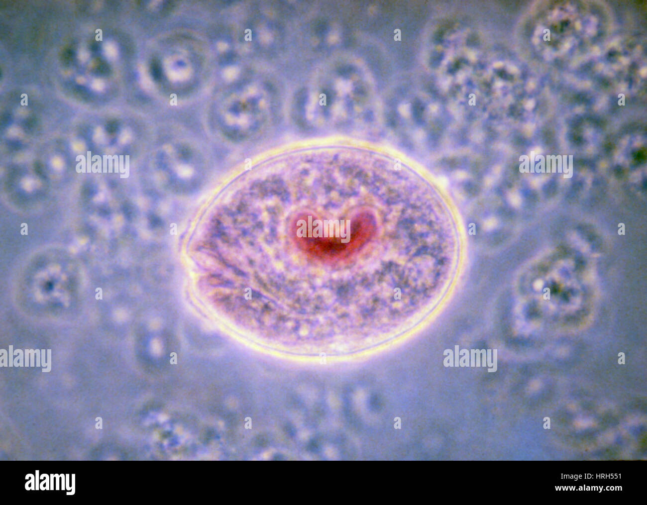 Balantidium Coli Diagram