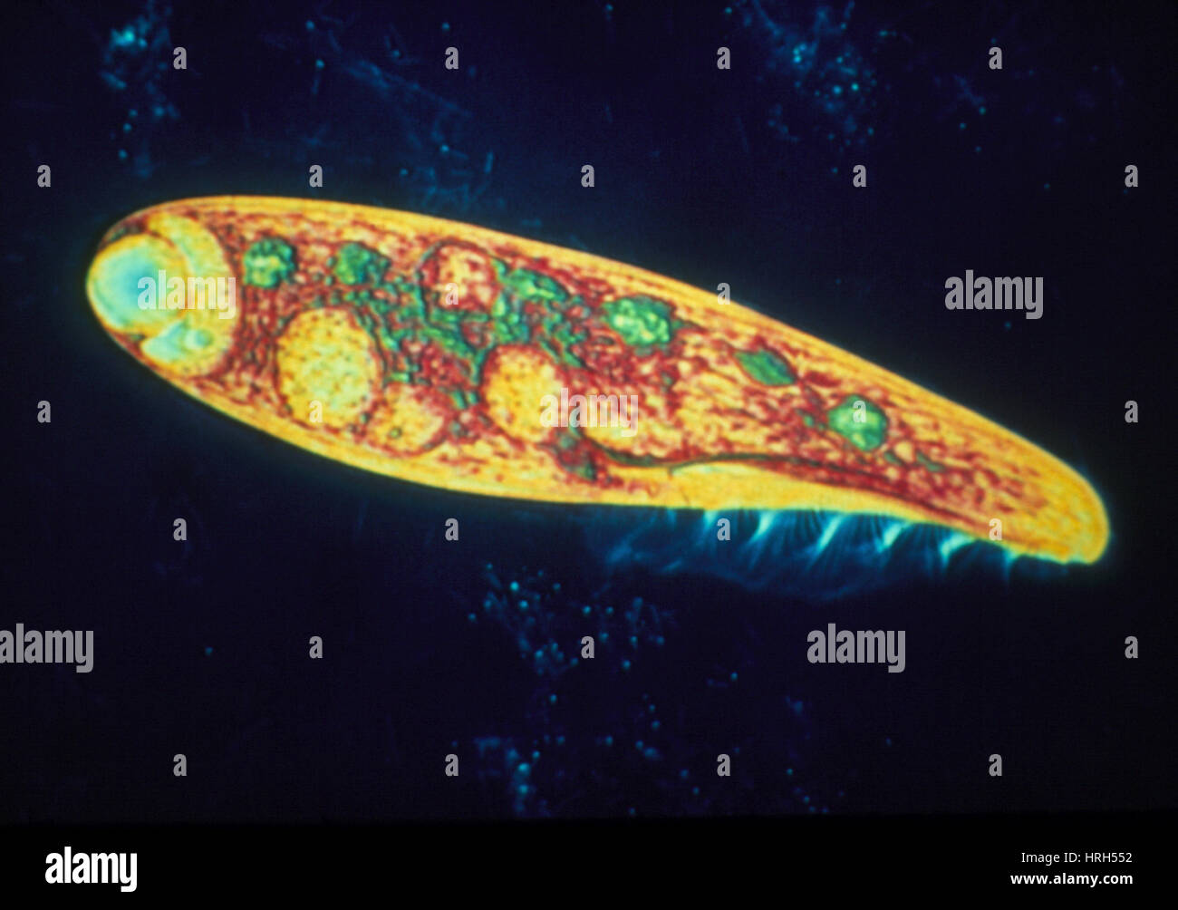 Ciliate hi-res stock photography and images - Alamy