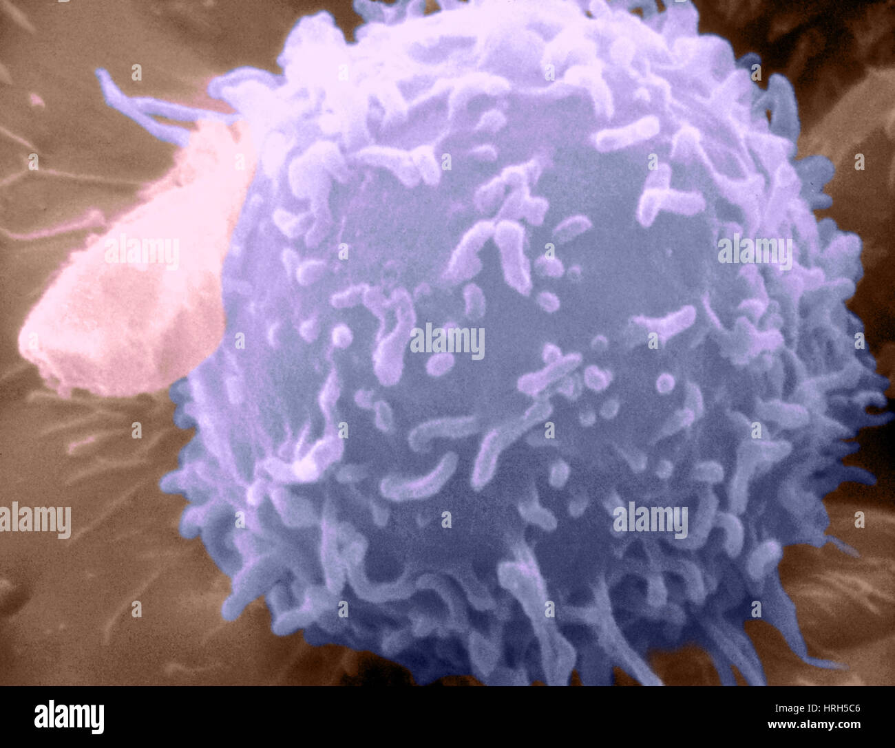 Human Lymphocyte, SEM Stock Photo - Alamy