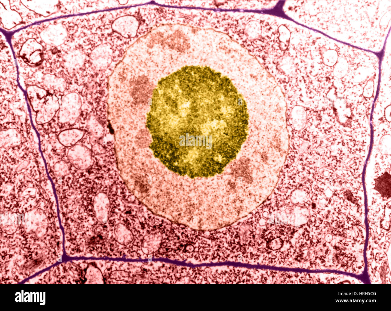 Cell nucleolus tem hi-res stock photography and images - Alamy